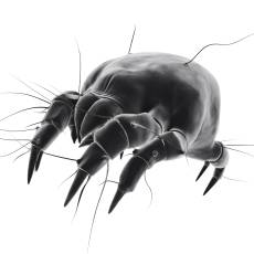 Jak vyzrát na roztoče? - Chytrá žena