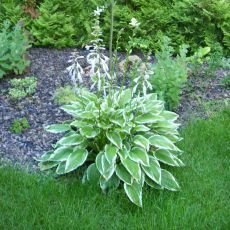 Hosta – královna stinných zahrad - Chytrá žena