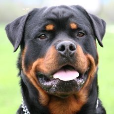 Rotvajler - inteligentní a věrný obranář - Chytrá žena