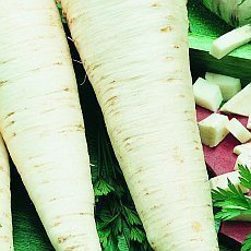 Zelenina jako lék - Petržel - Chytrá žena