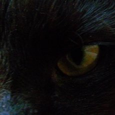 Velká černá kočka - Chytrá žena