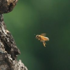Zajímavosti ze života včely se dozvíte na Prima ZOOM - Chytrá žena