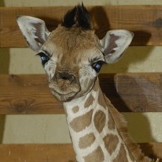 Další letošní mládě žirafy Rothschildovy v ZOO Praha - Chytrá žena